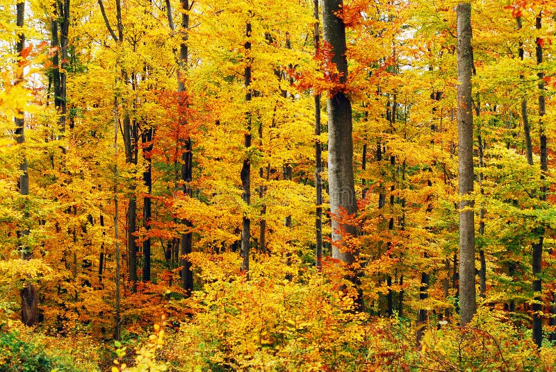 Orange forest stock image. Image of natural, path, quiet - 11624165