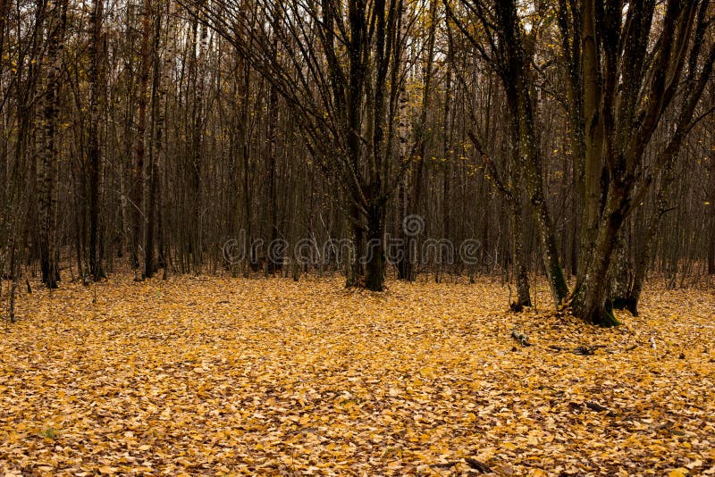 Autumn Forest in Bright and Rich Colors Stock Photo - Image of ...