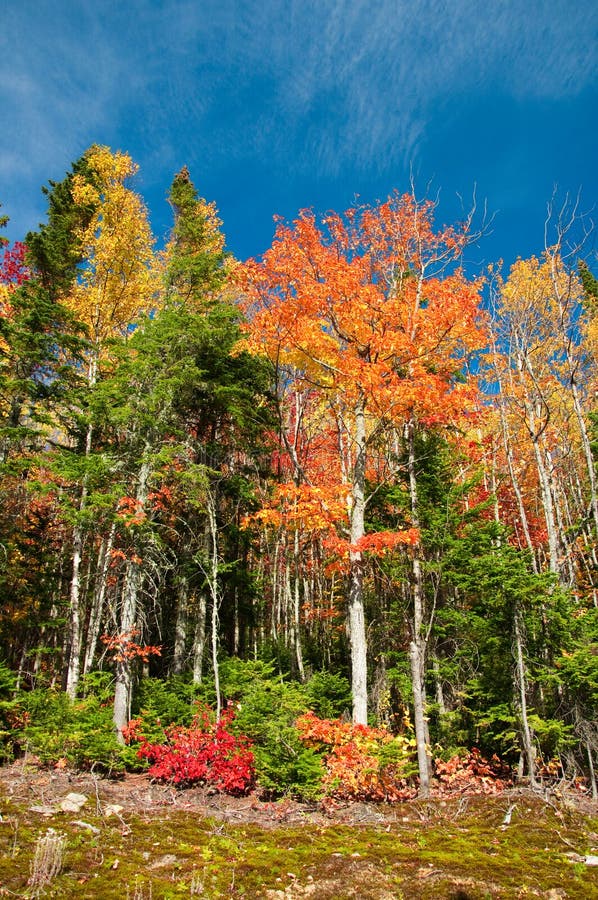 Autumn Forest in Canada stock image. Image of maple, leaves - 26956443