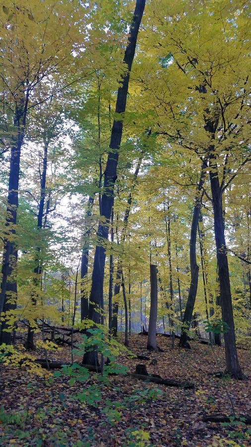Autumn forest in Canada stock photo. Image of path, color - 235825298