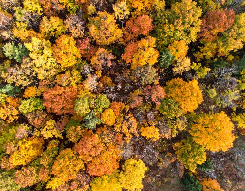 Autumn Forest Canopy: Aerial View of Fall Colors Stock Image - Image of ...