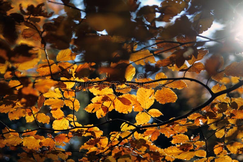 Autumn forest canopy stock photo. Image of leaves, brown - 85851304