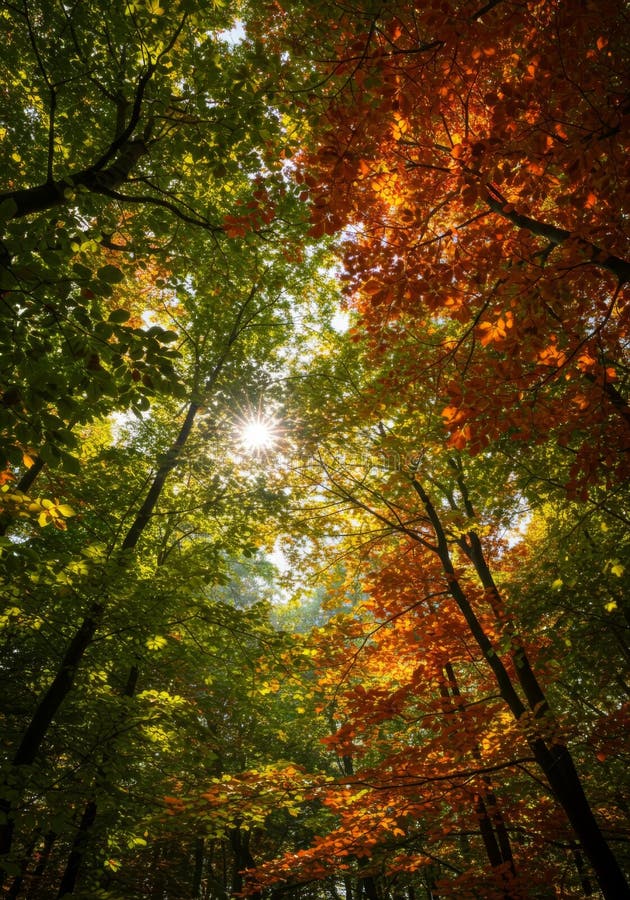 Autumn Forest Canopy Sunlight Dappled Red and Green Leaves Stock Image ...