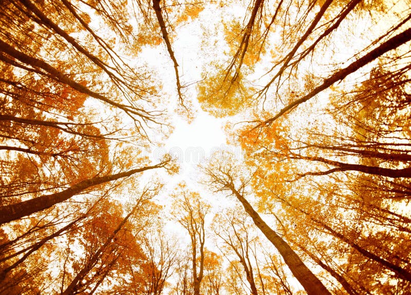 Autumn forest ceiling stock photo. Image of leaf, camera - 10966398