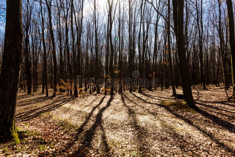 Autumn forest in clear day stock photo. Image of growth - 106382344