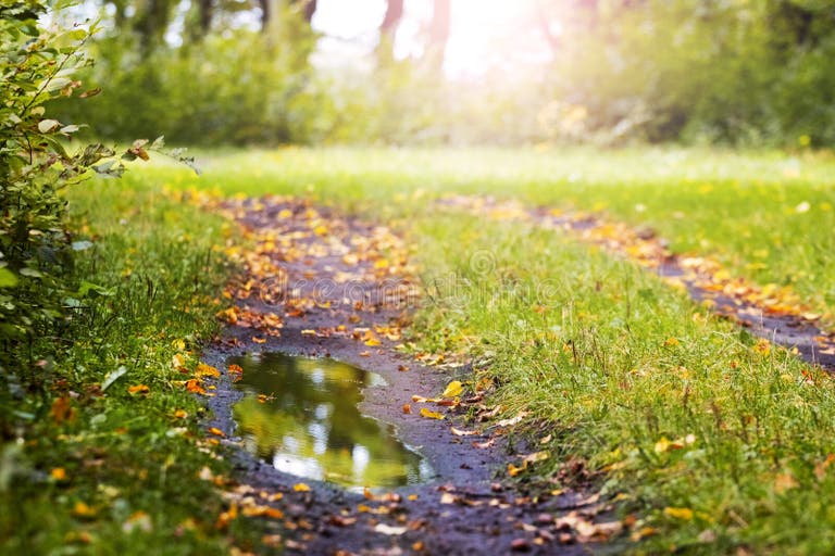 Autumn Forest with a Clearing on a Sunny Day after Rain with a Puddle on the Path Stock Image ...