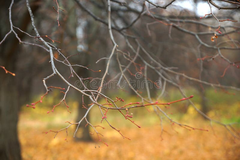 Autumn forest, Close-up stock photo. Image of autumnal - 102572298