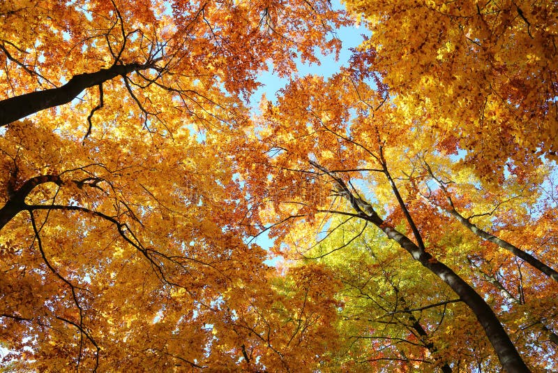 Autumn forest. stock image. Image of autumn, fall, seasonal - 127995247