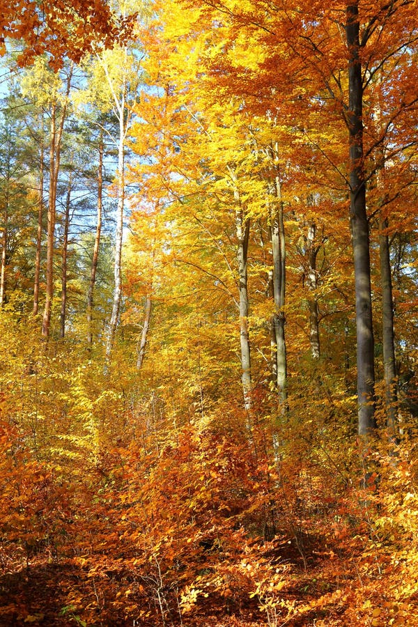 Autumn forest. stock image. Image of golden, scenic - 127995559