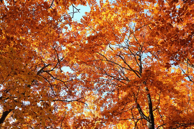 Autumn forest. stock image. Image of plant, golden, scenic - 128240661