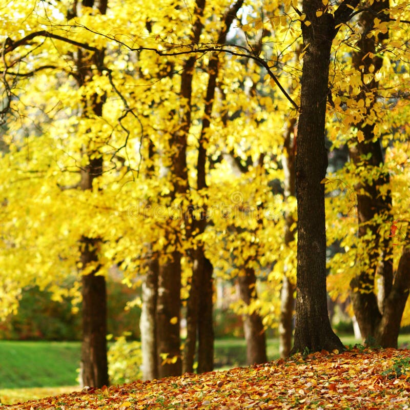 Autumn, Fall Park, Colorful Leaves Stock Image - Image of garden ...