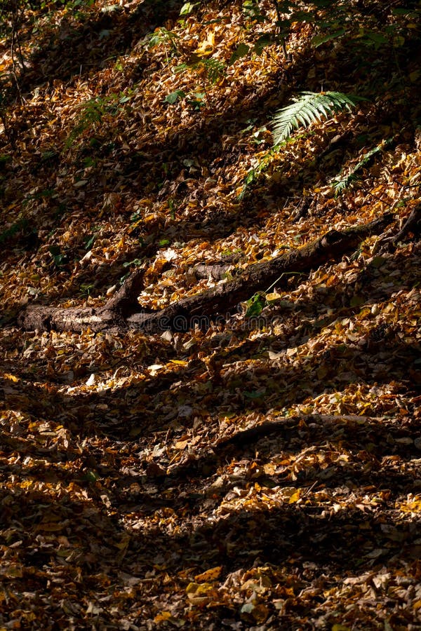 Autumn Forest and Colorful Leaves are Lying on the Ground. Large Tree ...