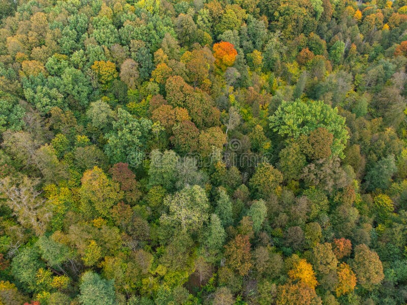 Autumn Forest, Colorful Trees from Above, Aerial View Stock Photo ...