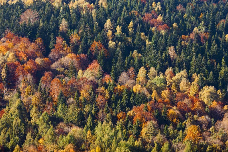 Autumn Forest, Colorful Trees Stock Photo - Image of season, forest ...