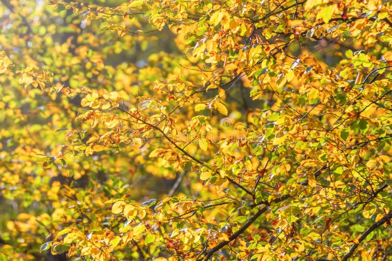 Autumn Forest Colorful Trees and Leafs, Background Autumn Trees, Autumn ...