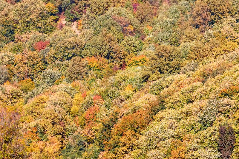 Autumn Forest Colorful Trees and Leafs, Background Autumn Trees, Autumn ...