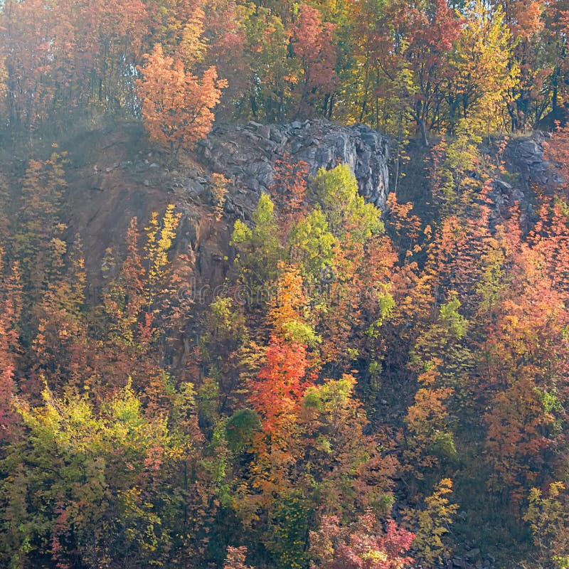Autumn Forest Colorful Trees and Leafs, Background Autumn Trees, Autumn ...