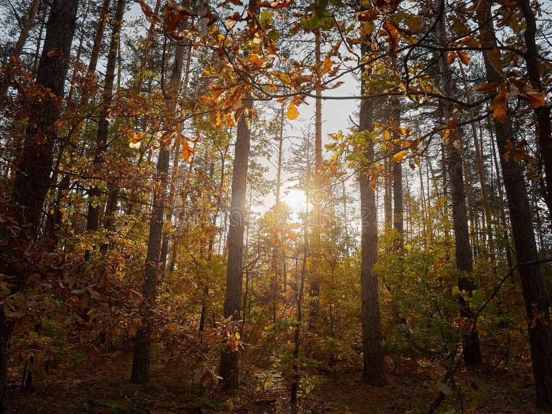 Sunlight between the Trees in the Forest. Stock Image - Image of bright ...