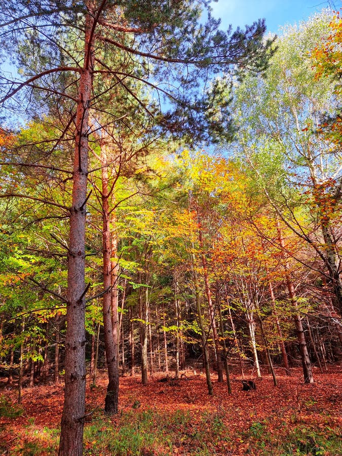 Autumn Forest Colorfull Vibes Stock Image - Image of nature, deciduous ...