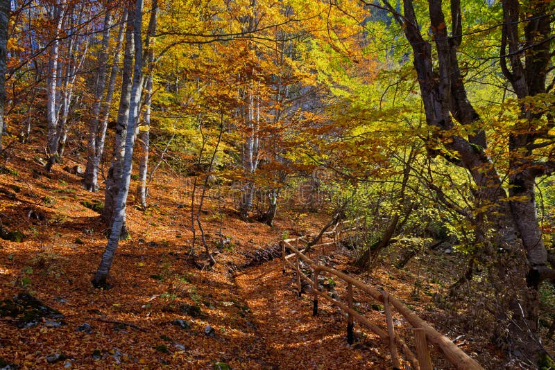 Autumn white birch stock photo. Image of yellow, north - 10011402