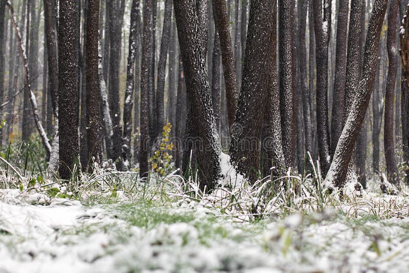 Autumn Forest Covered with Snow Stock Image - Image of cover, light ...