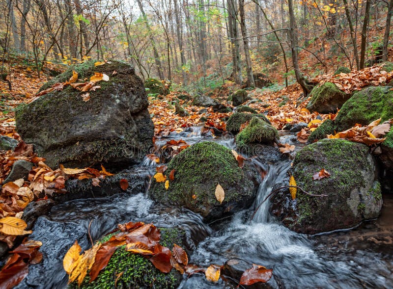 Autumn forest with creek stock image. Image of light - 34814027