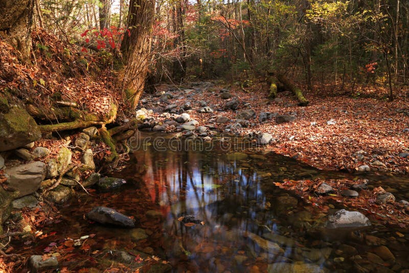 Autumn forest and creek stock image. Image of brown - 101859613