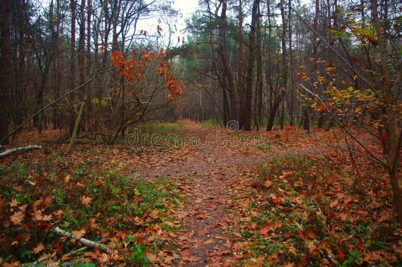 Autumn forest crossroads stock photo. Image of caroeted - 131319844