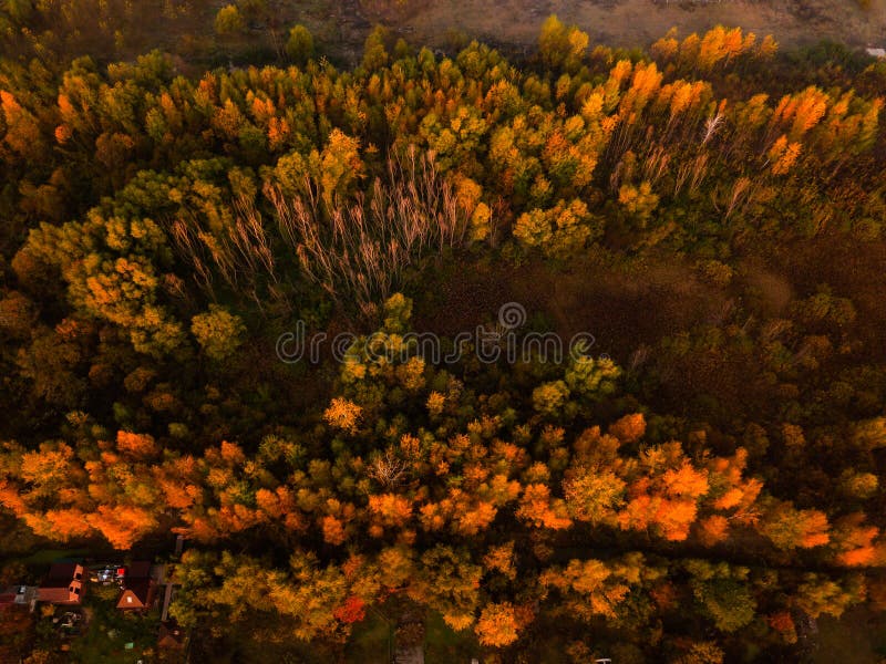 Autumn Forest at Dawn, Aerial View. Autumn Landscape. Stock Image ...