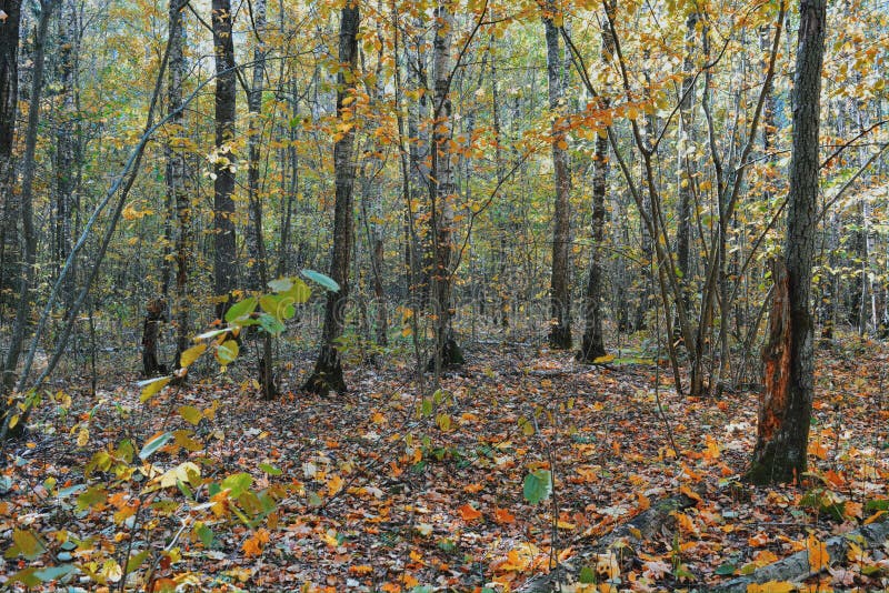 Autumn forest stock photo. Image of outdoor, landscape - 63819710
