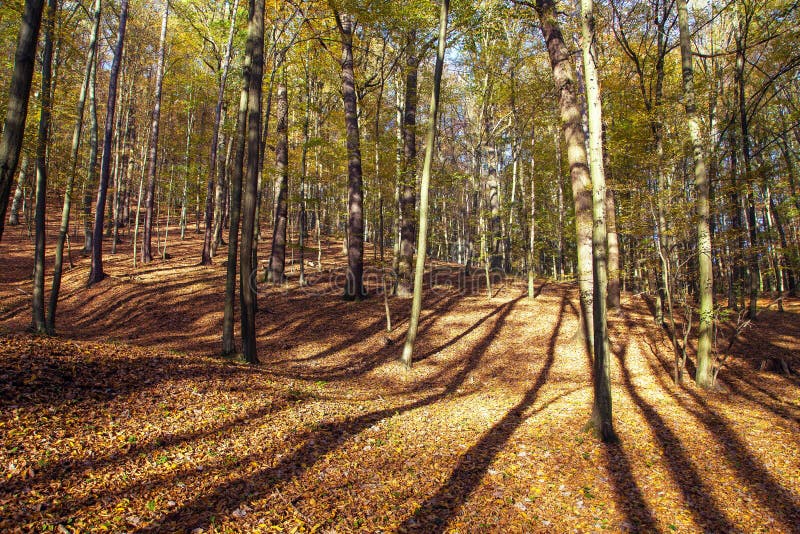 Autumn Forest, Deciduous Beech Trees, Chriby, Czechia Stock Photo ...