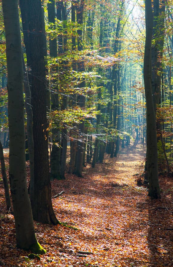 Autumn Forest, Deciduous Beech Trees, Chriby, Czechia Stock Photo ...