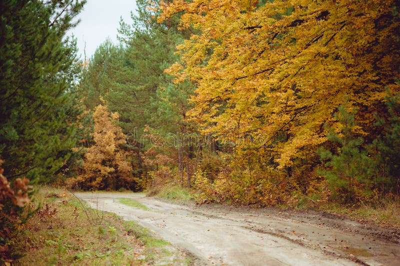 Autumn Forest. Deep in the Wood Stock Photo - Image of mist, forest ...