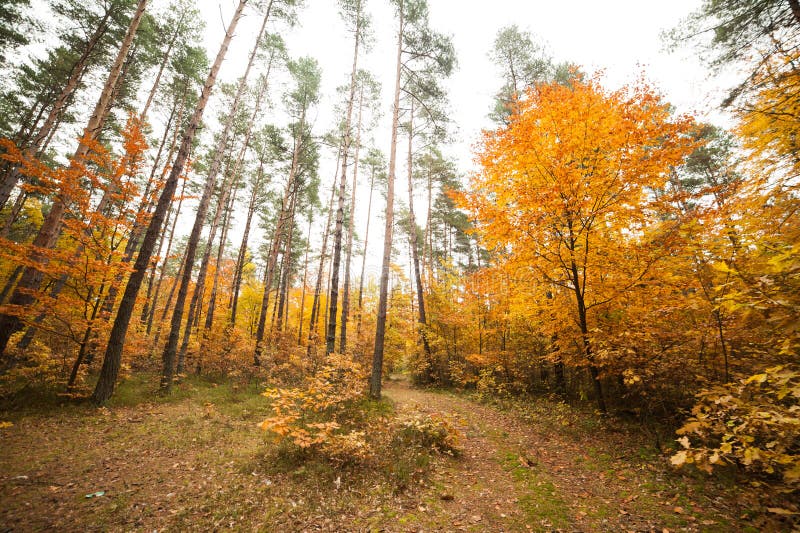 Autumn Forest. Deep in the Wood Stock Photo - Image of background ...
