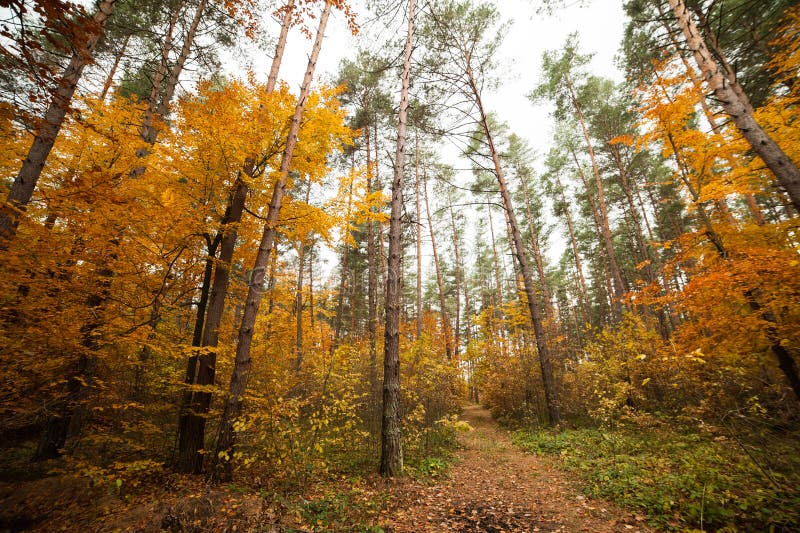 Autumn Forest. Deep in the Wood Stock Image - Image of nature, colors ...