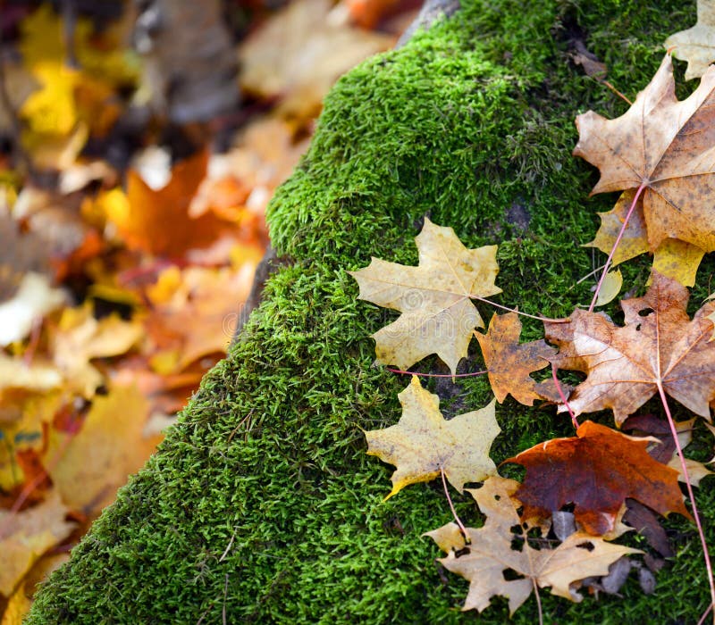 Autumn Forest Detail - Moss and Leaves on Stone Stock Image - Image of ...