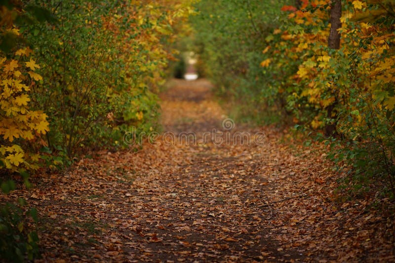 Autumn Forest with Different Trees and Dry Brown Eaves on the Road ...