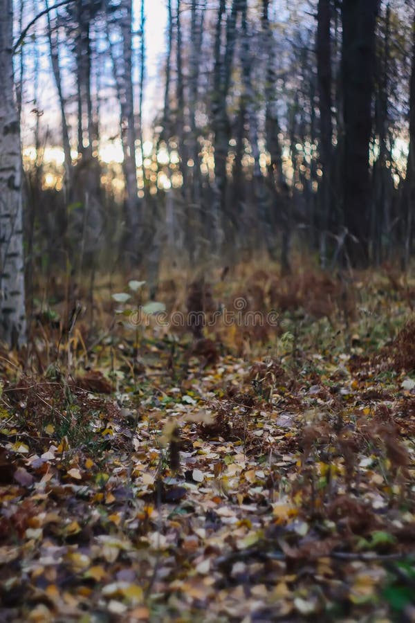 Autumn Forest. Dry Fall Leaves and Bare Trees Stock Photo - Image of ...