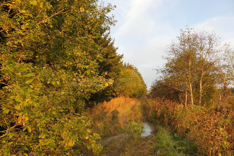 Autumn Forest. the Edge of the Colorful Autumn Forest and the Road ...
