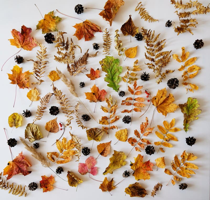 Autumn Forest Elements on a White Background Top View: Leaves, Cones ...