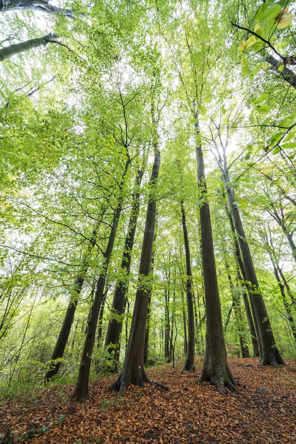 Autumn in the forest stock image. Image of beautiful - 162738369