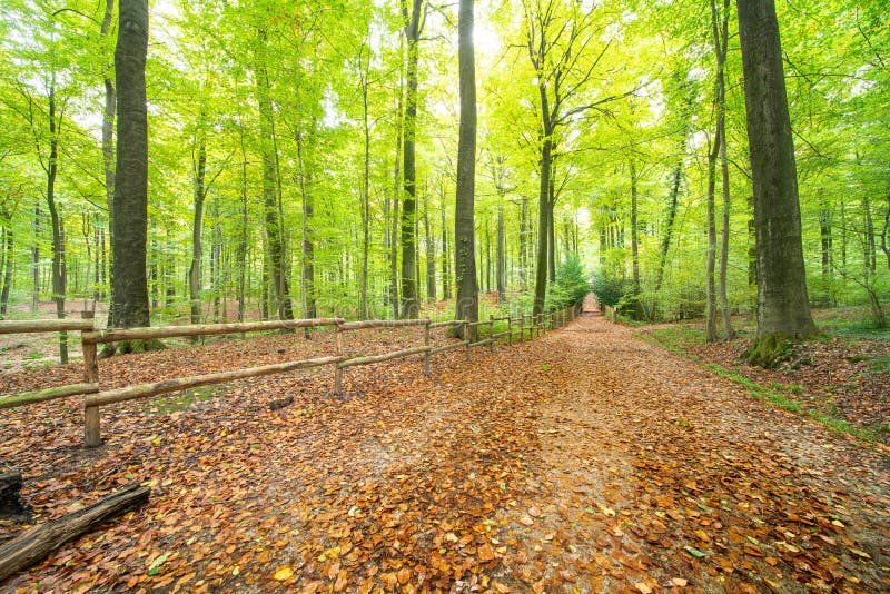 Autumn in the forest stock photo. Image of footpath - 234641234