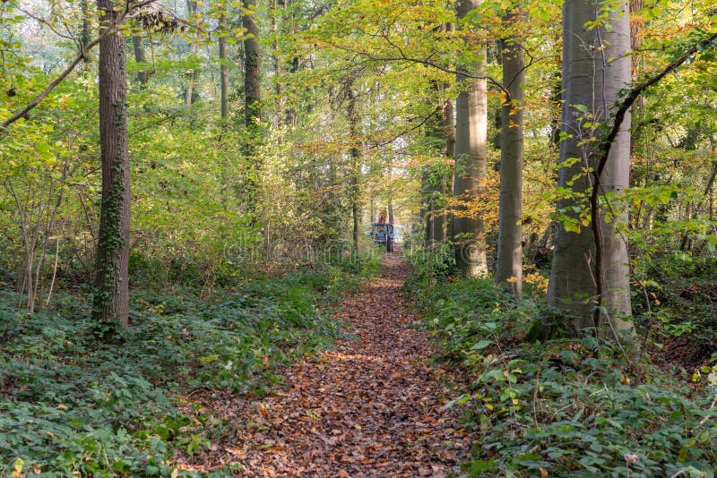 Autumn in the forest stock image. Image of footpath - 235221083