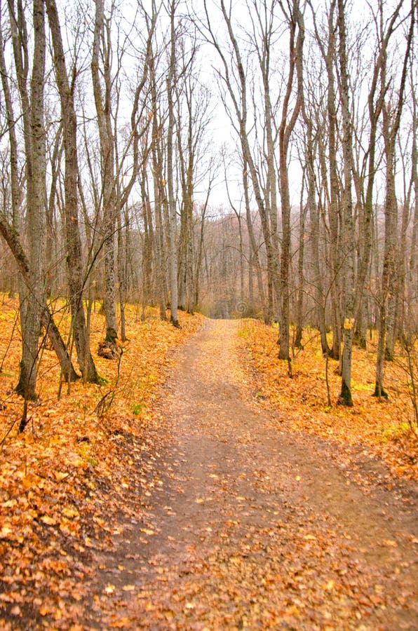 Autumn Forest Fallen Leaves and Bare Trees, Path Stock Photo - Image of ...