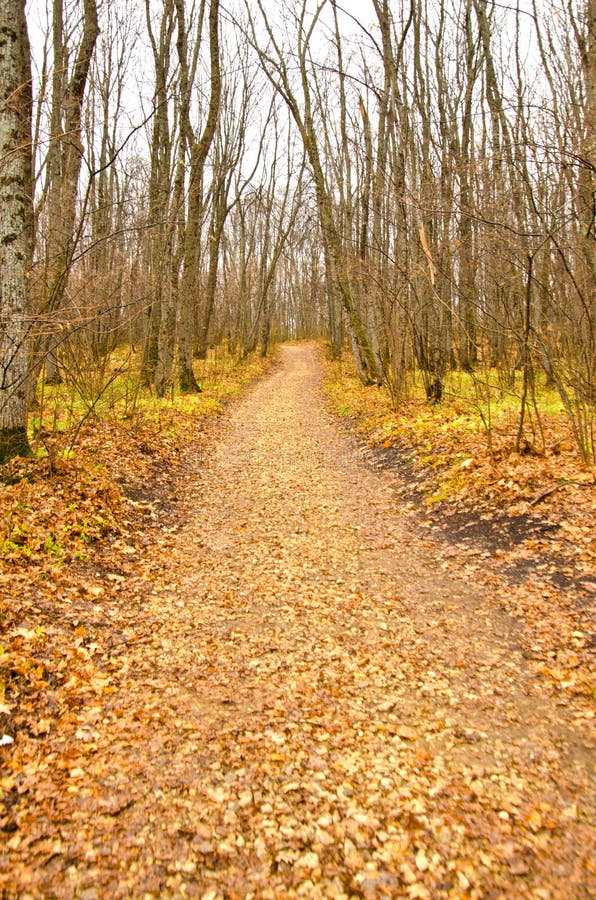 Autumn Forest Fallen Leaves and Bare Trees, Path Stock Photo - Image of ...