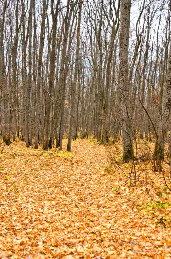 Autumn Forest Fallen Leaves and Bare Trees, Path Stock Image - Image of ...
