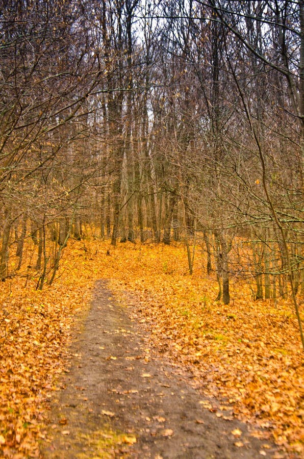 Autumn Forest Fallen Leaves and Bare Trees, Path Stock Photo - Image of ...