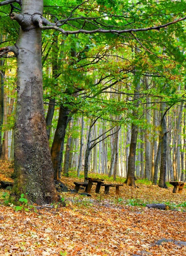 Autumn Forest, Fallen Leaves and Resting Benches. Stock Image - Image ...