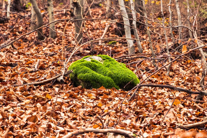 Autumn Forest Fallen Leaves and Rock Covered with Moss Stock Image ...