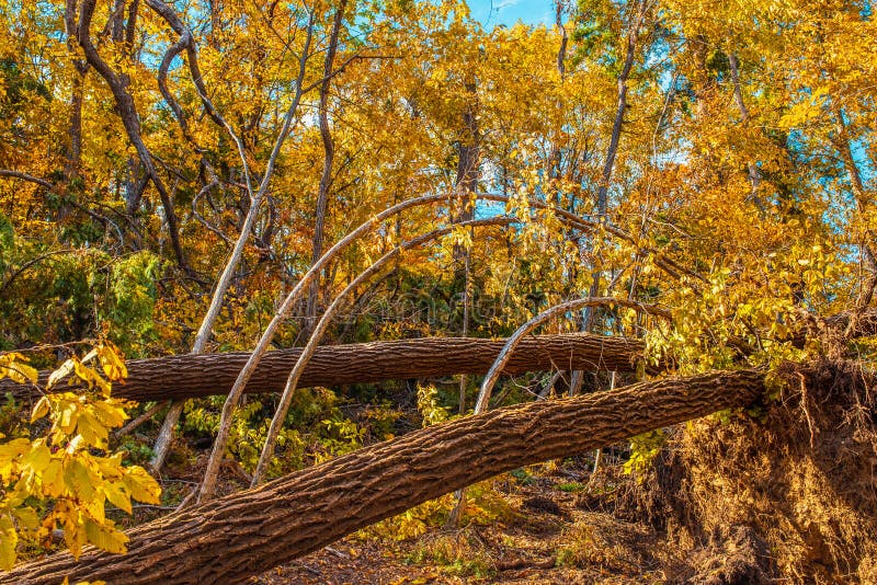 Autumn in the Forest Fallen Trees Stock Image - Image of trees, wooden ...